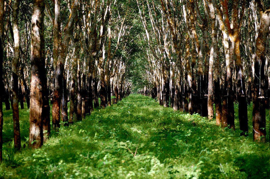 Forest protection NGOs | Open Development Cambodia (ODC)